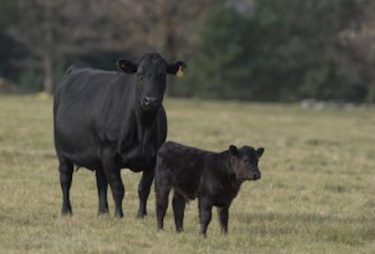 Best Beef Cattle Breeds - Countryside